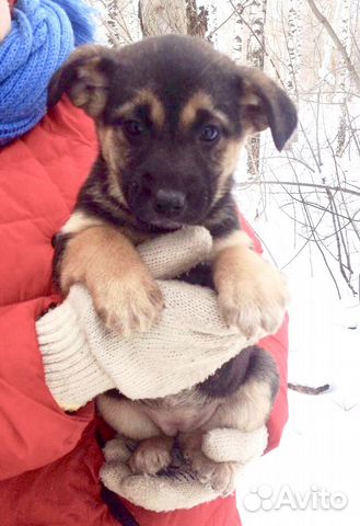 5 карапузов ищут хозяев