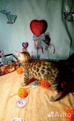 Бенгальские котята ко дню всех влюблённых