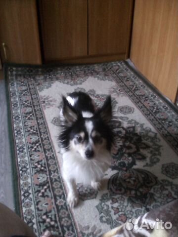 Отдам мелкую собаку