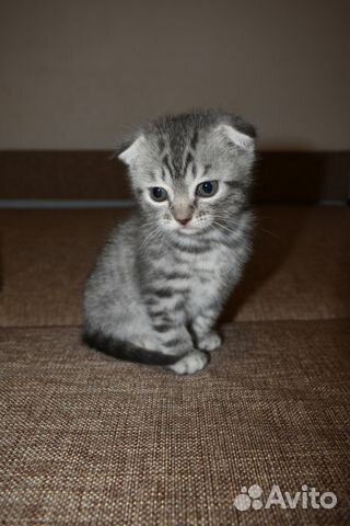 Вислоухие малыши