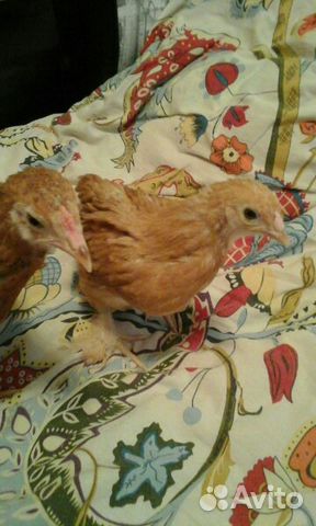 Инкубационное яйцо, цыплята Брама помесные