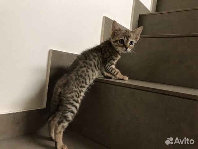 Египетская мау Котик Солнце