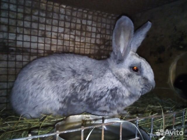 Крольчата бсс