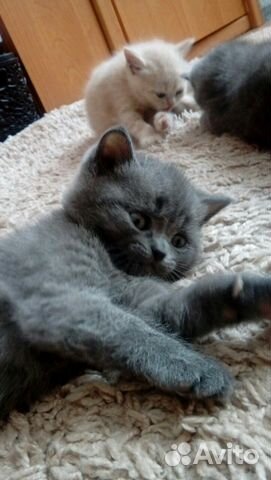 Продам британских котяток