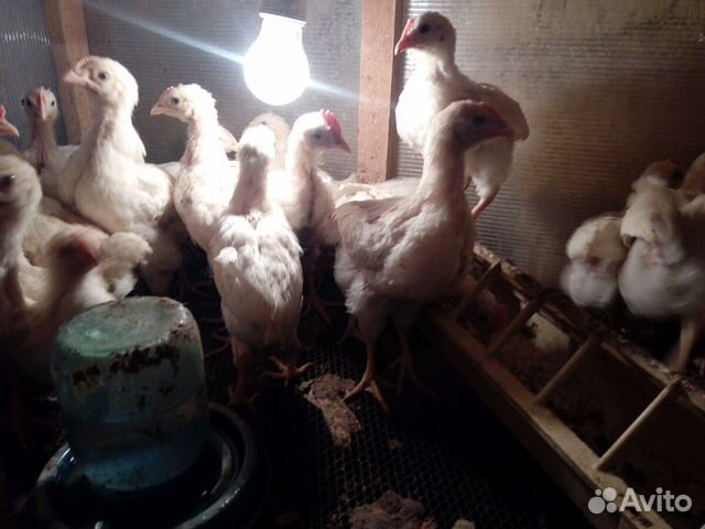 Петушки Декабл уайт