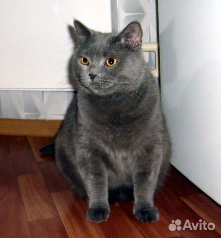 Британский котик в дар