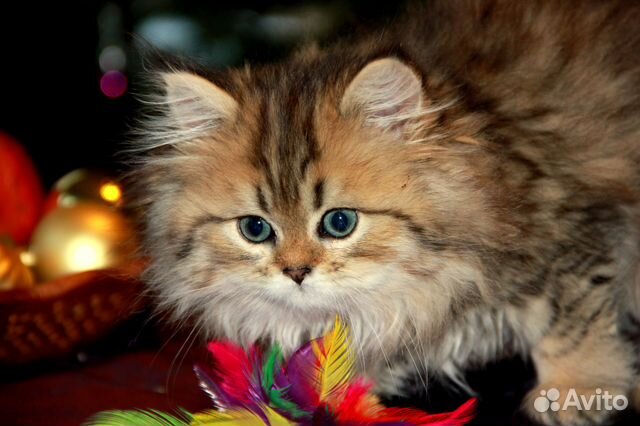 Персидские котята окраса золотистая шиншилла