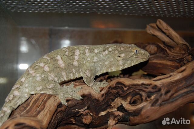 Новокаледонский гигантский бананоед