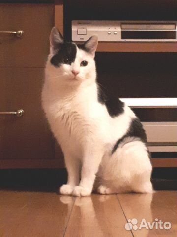 Самый ласковый и воспитанный в мире кот ждет друга