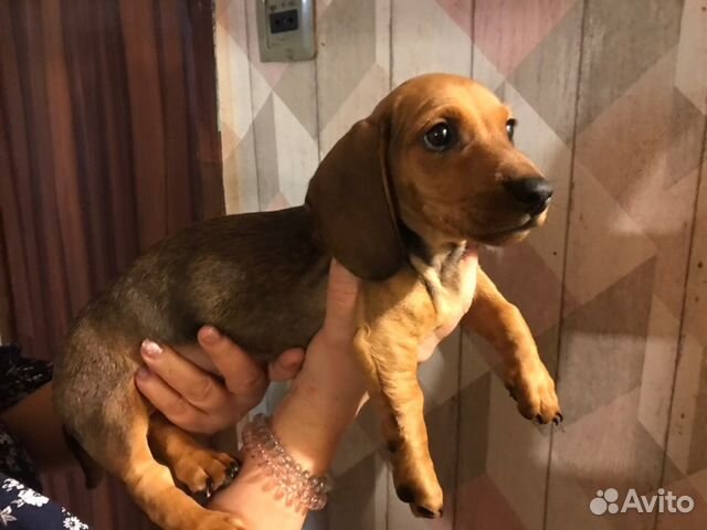 Щенок таксы, 2 месяца