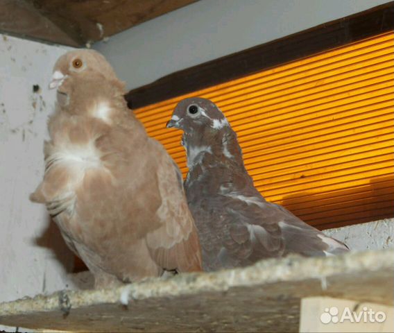 Голуби чайка