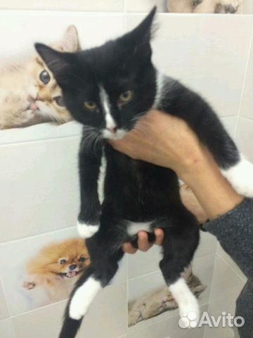 Котёнок в добрые руки