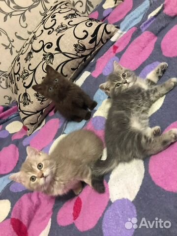 Котята скотиш страйт