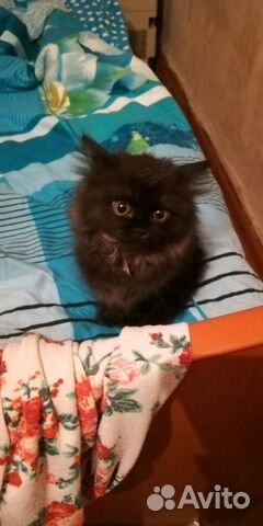 Отдам котёнка в добрае руки