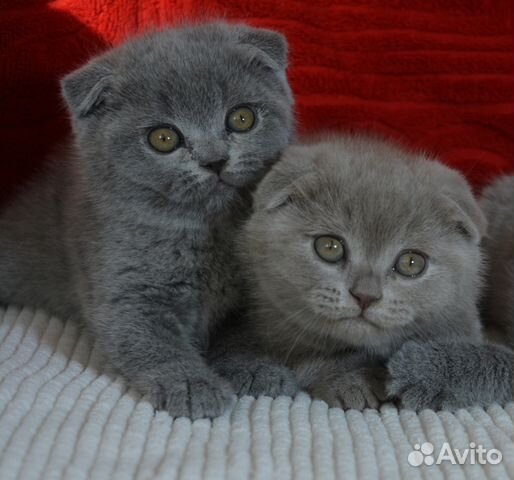 Шотландские. Кошечки и коты