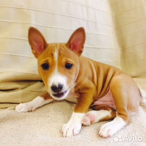 Басенджи щенки