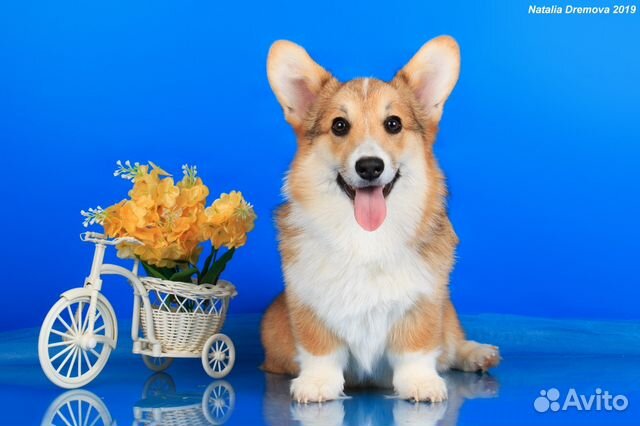 Вельш Корги Пемброк