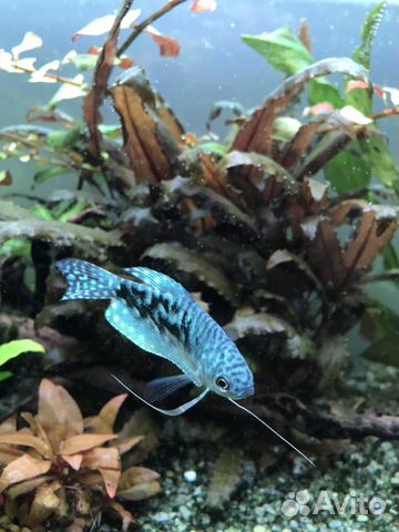 Рыбки и растения