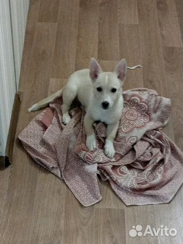 Отдам собачку в добрые руки