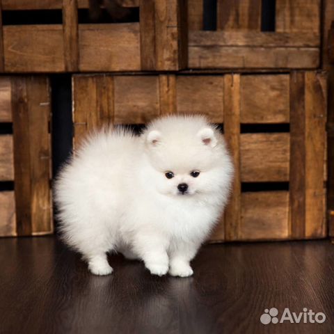 Мини Милашка