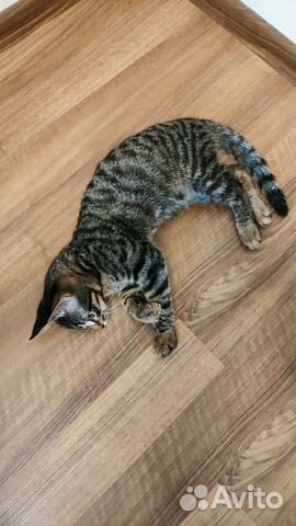 Котенок в добрые руки