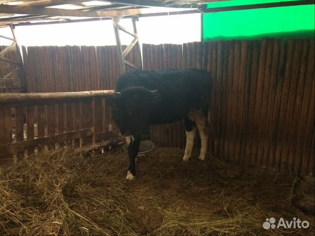 Бык,телка 1,2года, телята