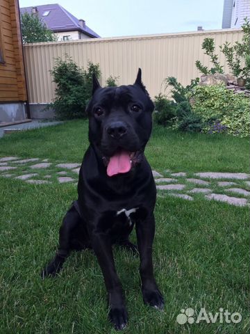 Продам щенков Кане Корсо