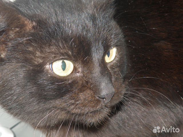 Черный Красавчик Барсик