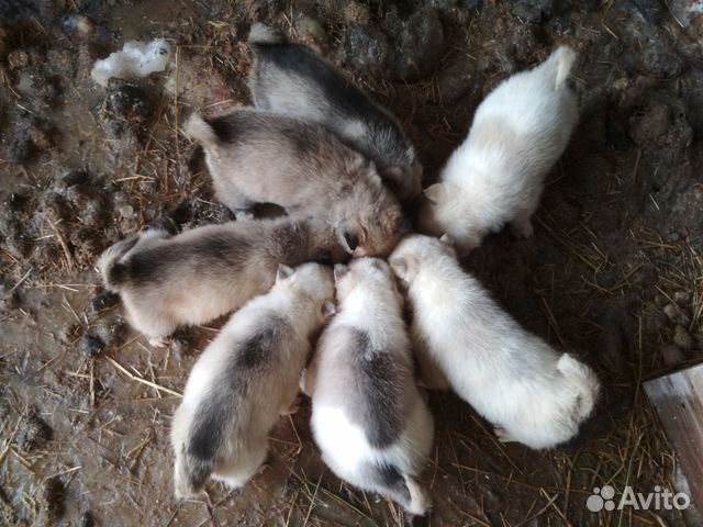Продам щенков Западно Сибирской лайки