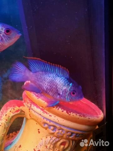 Цихлида наннакара неоновая