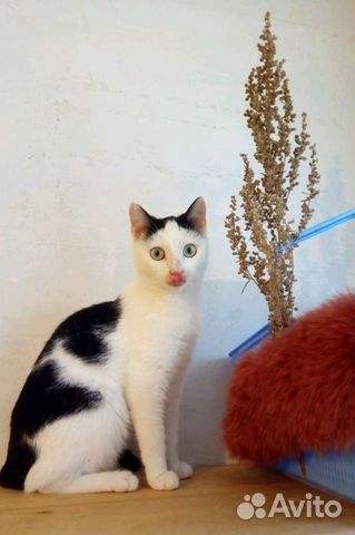 Милая кошечка, 5 месяцев