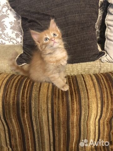 Котёнок Мейн-кун девочка
