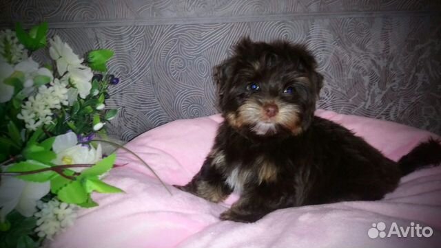 Щенки шоколадного йорка