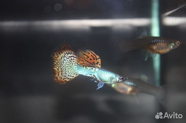 Продам сомиков - коридорасов и гуппи чистые линии