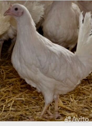 Кура несушка