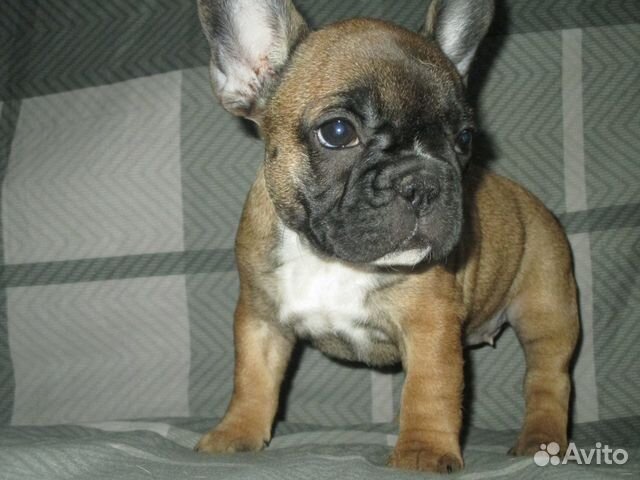 Беспечно счастливая малышка француженка