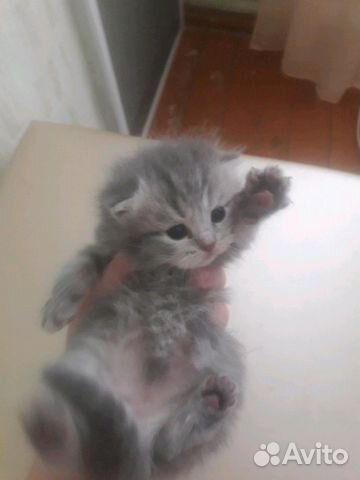 Вислоухие шатланские