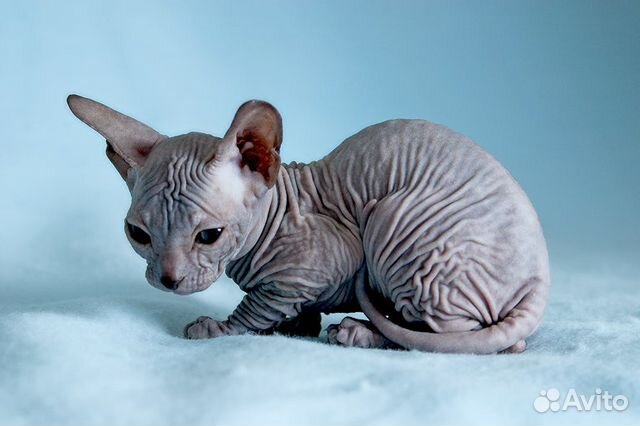 Котята донской сфинкс