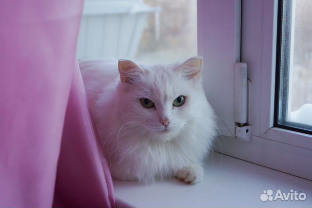 Белая ласковая кошечка