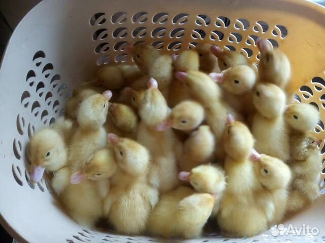 Индоутята абсолютно белые благоварские