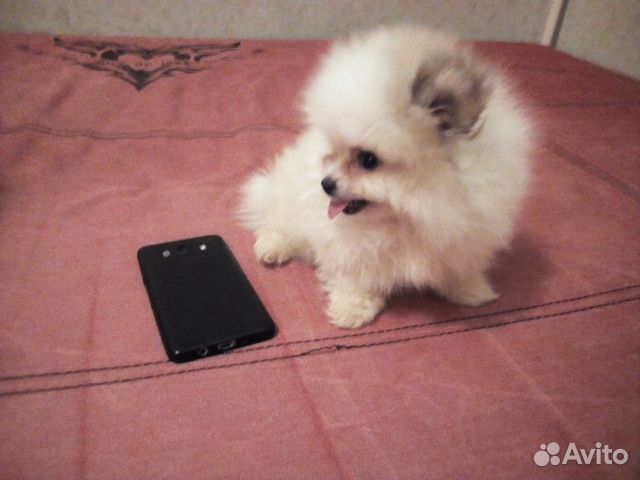 Мальчик шпица померанец мини патиколор супермини