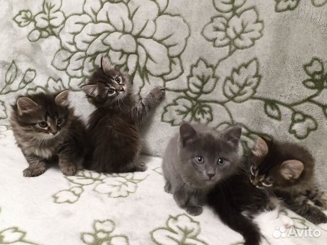 Отдам в добрые ручки