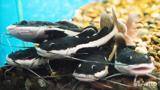 Краснохвостый сом (фрактоцефалус)