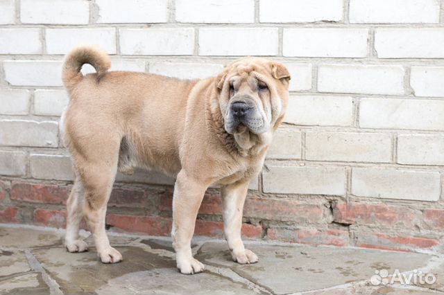 Шарпей на вязку