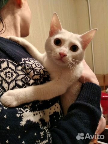 Котенок