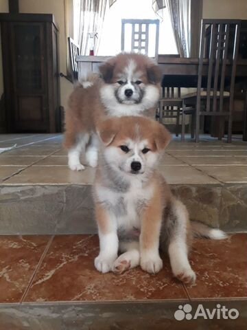 Продажа щенка