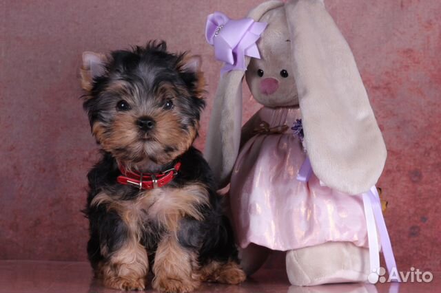 Йоркширская, стандартная малышка- Плюшка