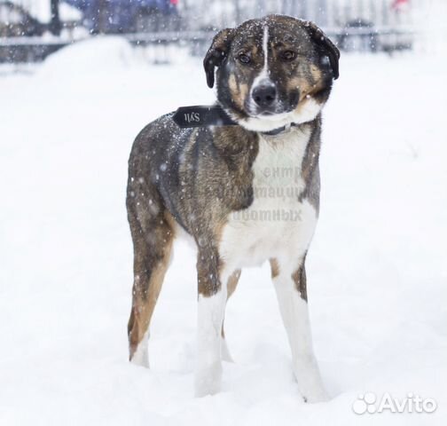 Хороший собак ищет дом