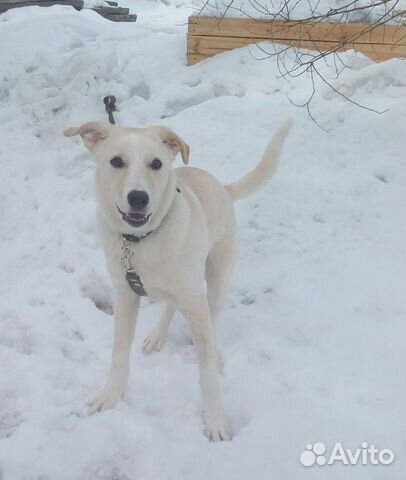 Веста ищет дом