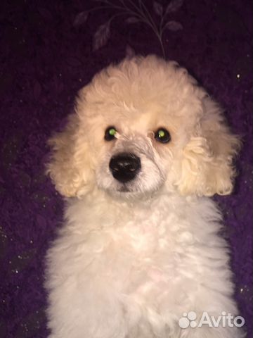 Малый/карликовый пудель